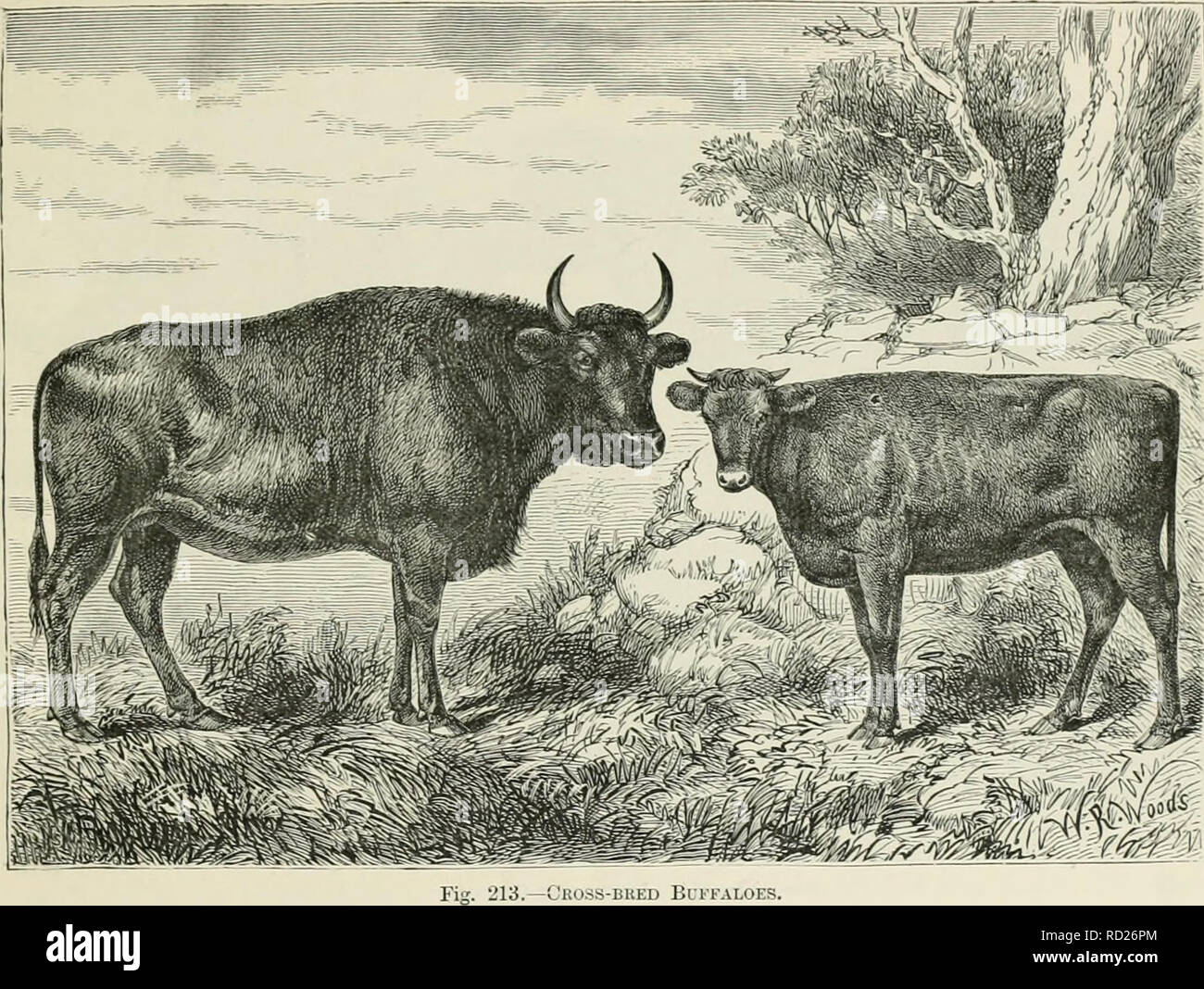 Liom hi-res stock photography and images - Alamy