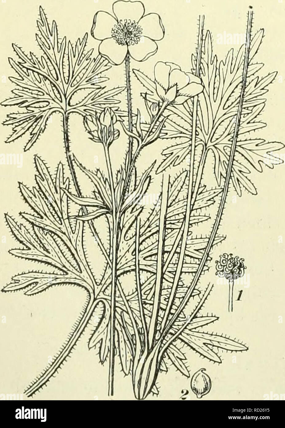 . De flora van Nederland. Plants. Bladstelen en bladschijven zijn ...