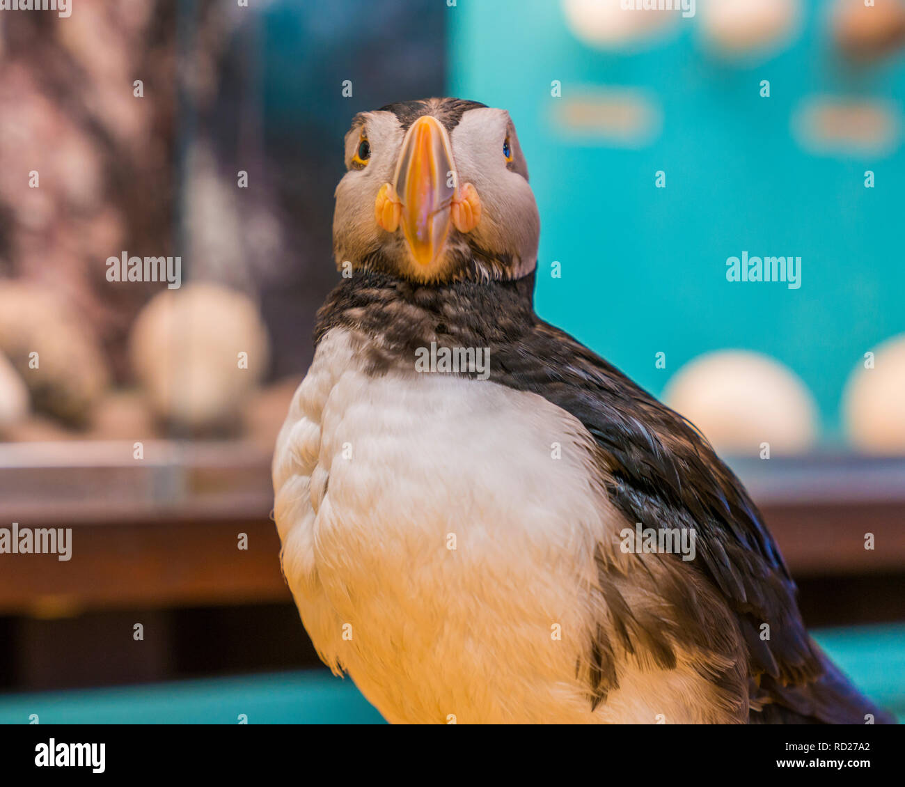 Puffin at Museum of National History, Heimaey, Westman Islands. Live ...