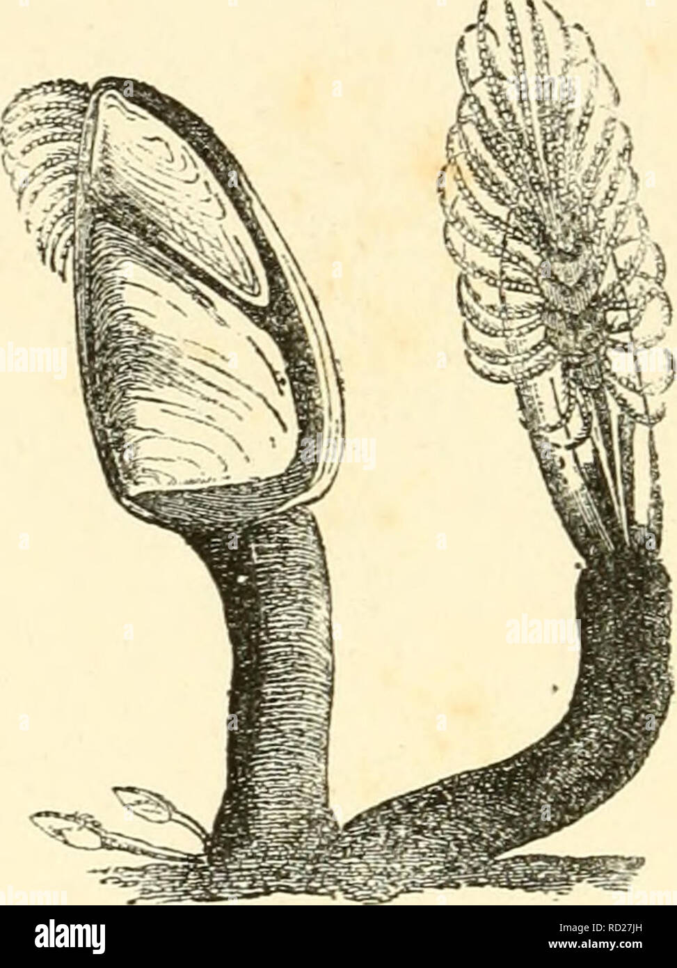 The larva of a barnacle hi-res stock photography and images - Alamy