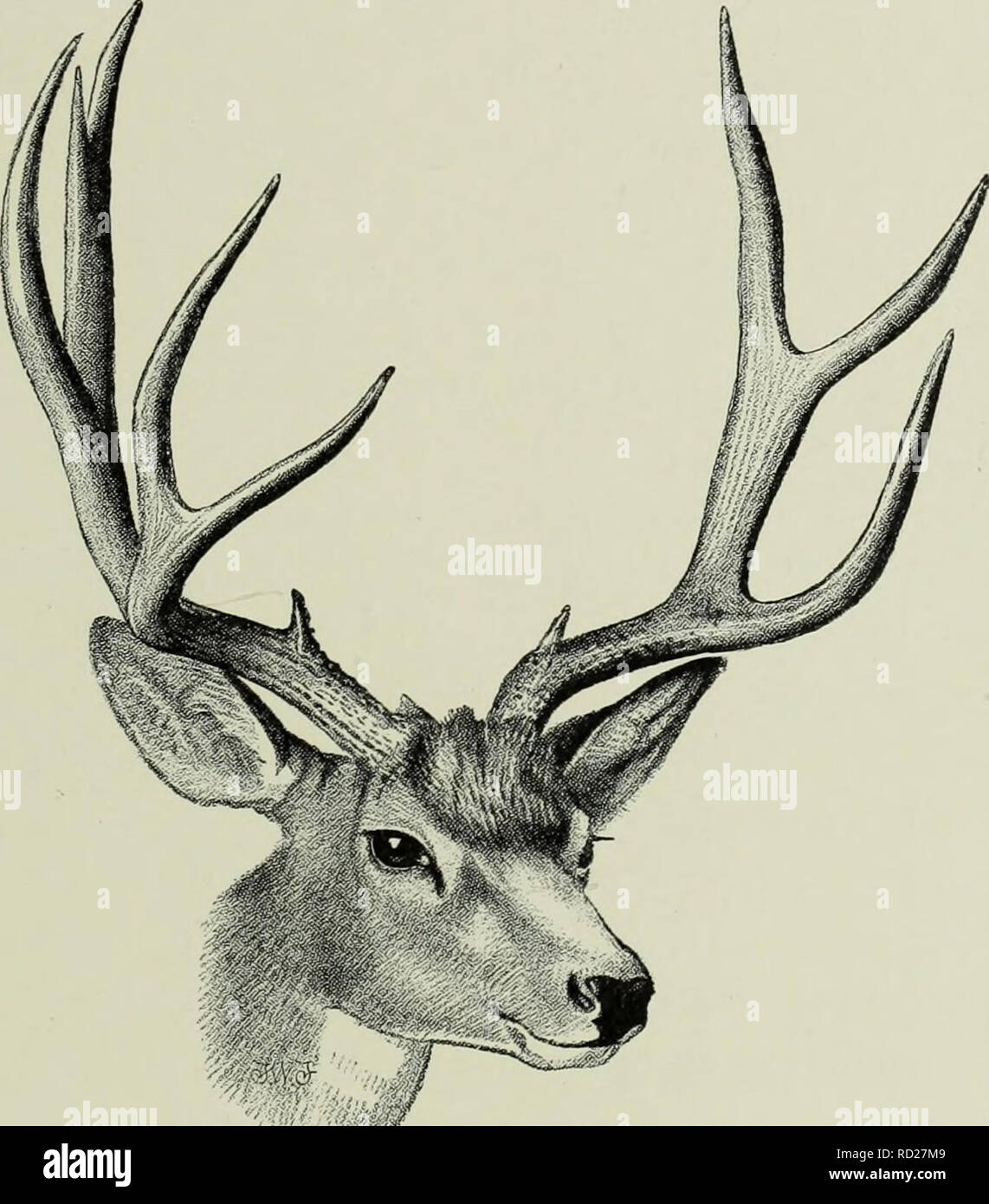 . The deer of all lands; a history of the family Cervidæ living and ...