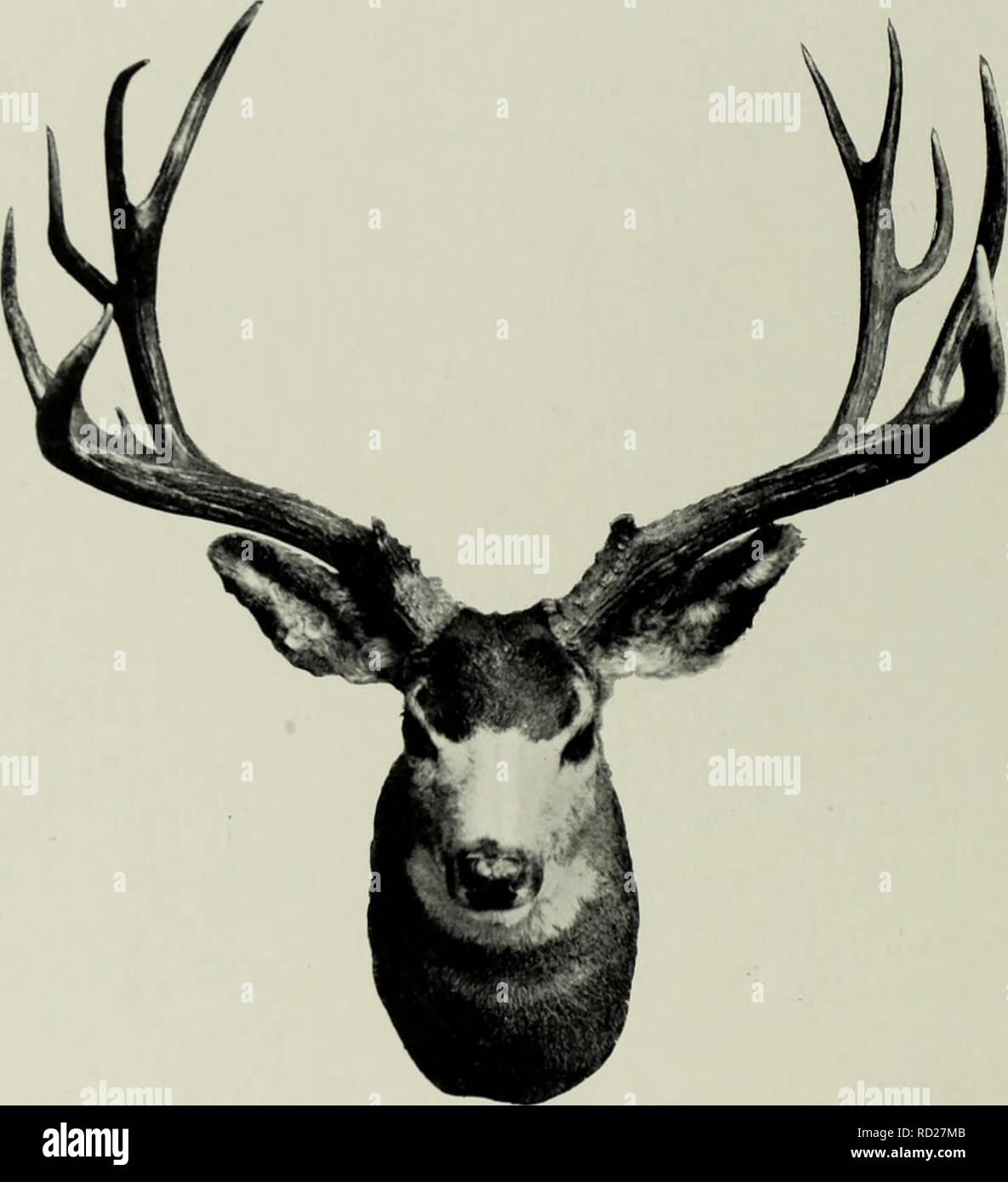 . The deer of all lands; a history of the family Cervidæ living and ...