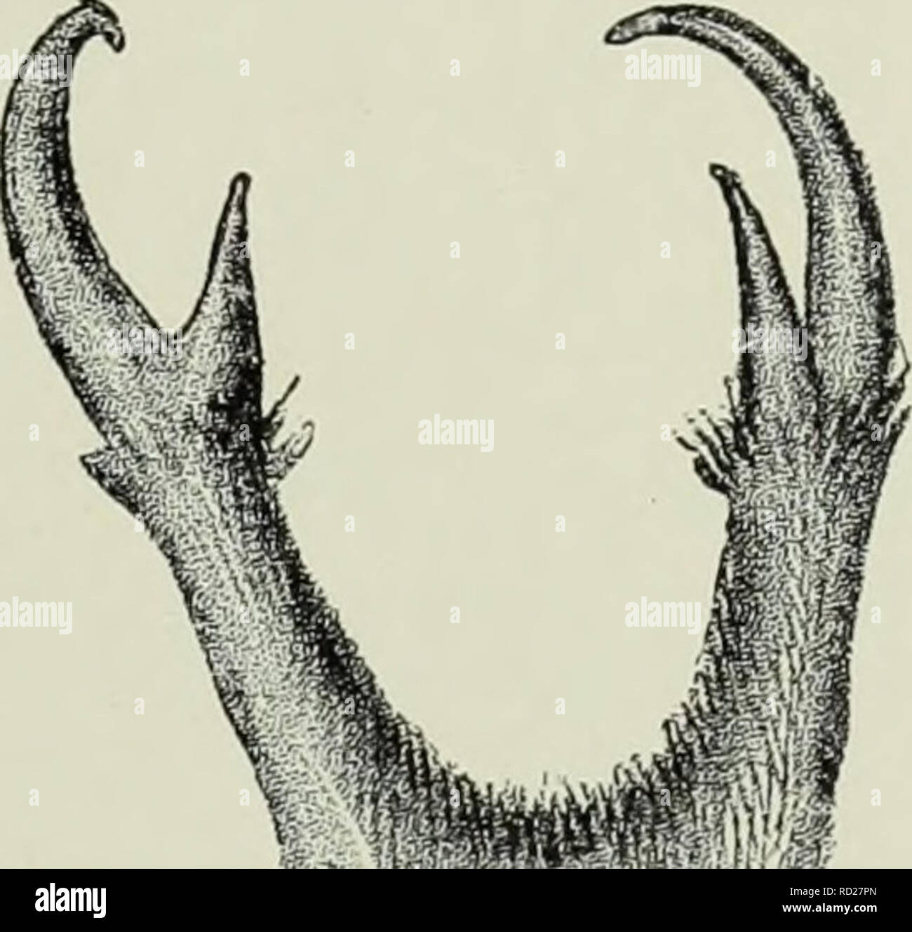 Tufts of hair on side of face hi-res stock photography and images - Alamy