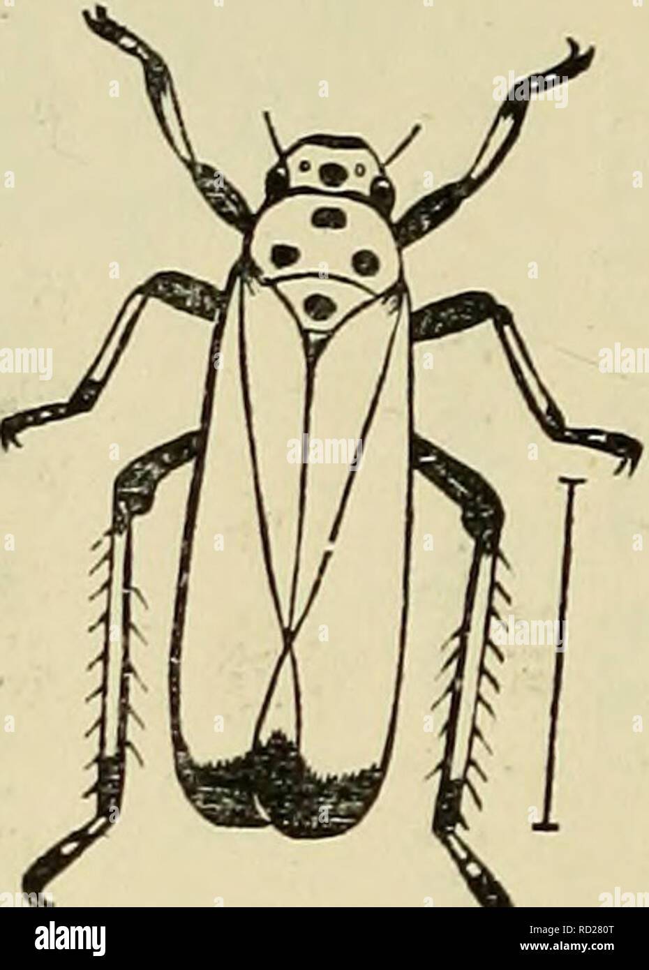 Jassidae hi-res stock photography and images - Alamy