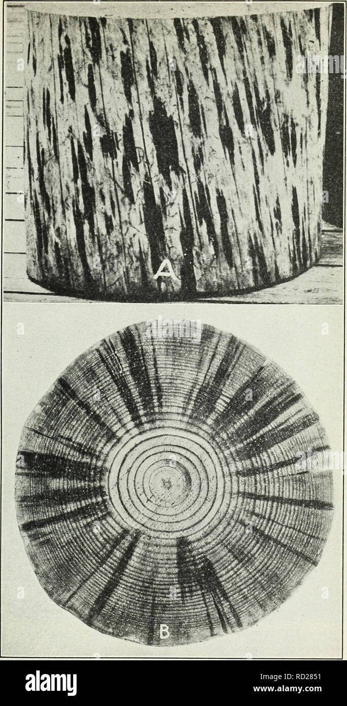 . Defects in timber caused by insects. Wood; Forest insects. DEFECTS IN ...