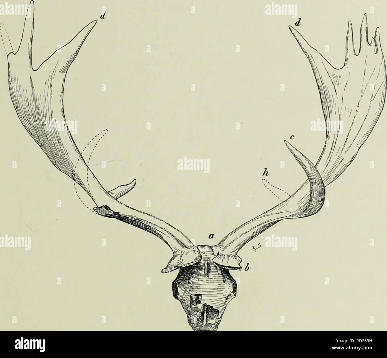 Cervus giganteus hi-res stock photography and images - Alamy