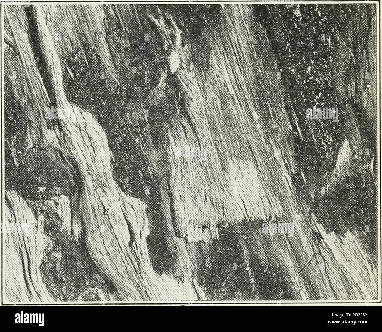 . Defects in timber caused by insects. Wood; Forest insects. DEFECTS IN ...