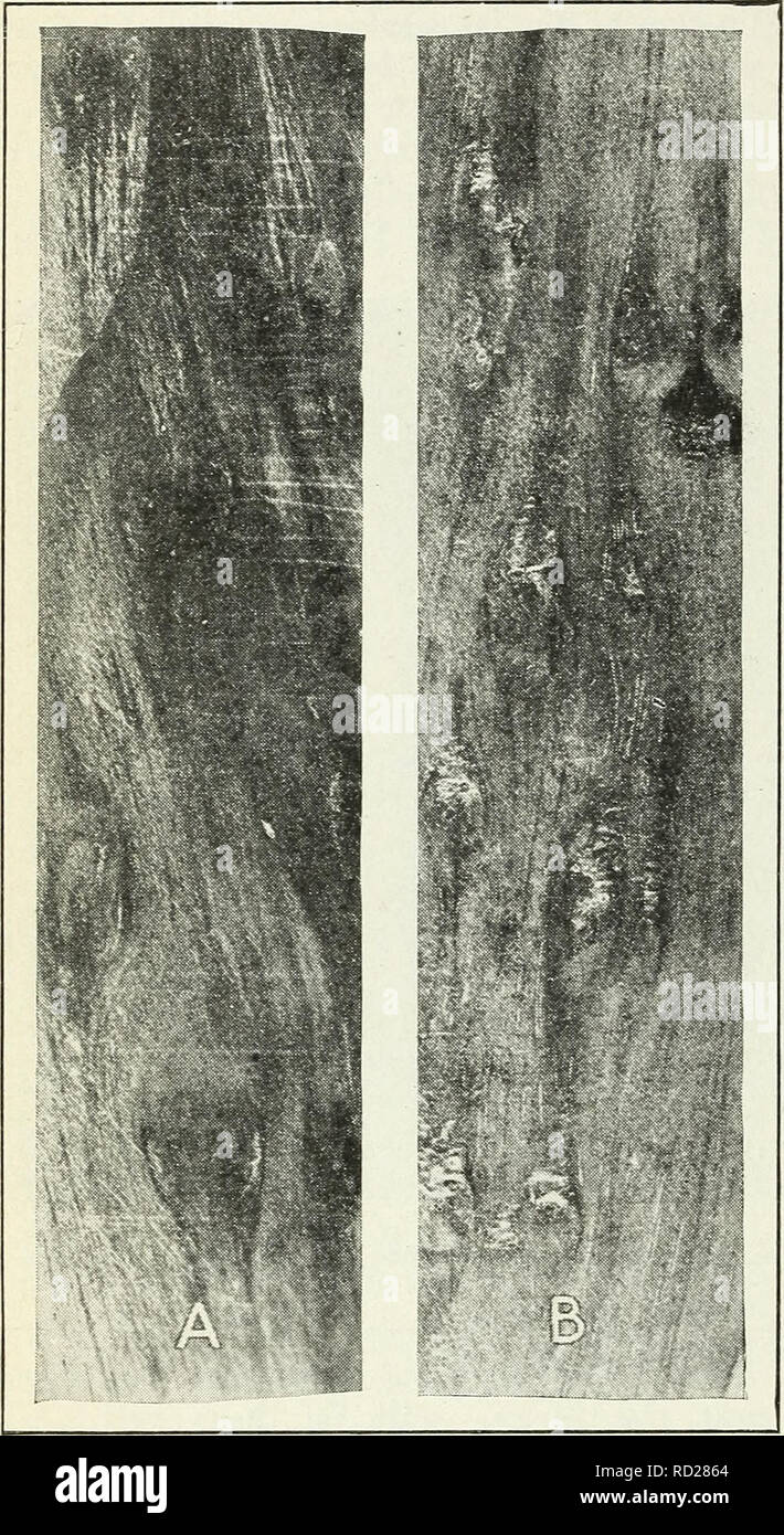 . Defects in timber caused by insects. Wood; Forest insects. 36 ...