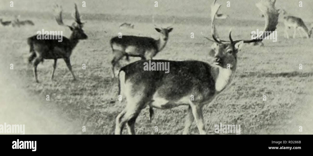 . The deer of all lands; a history of the family Cervidæ living and ...