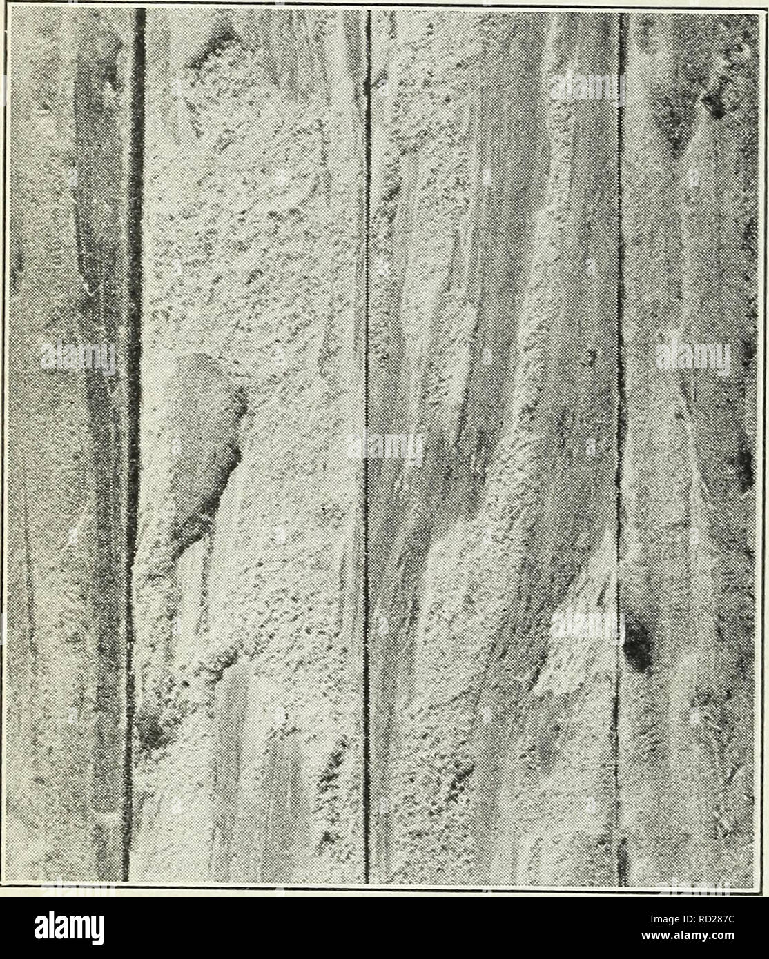 . Defects in timber caused by insects. Wood; Forest insects. 32 ...