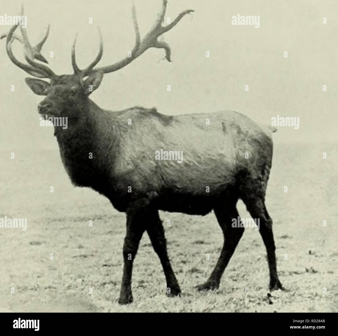 . The deer of all lands; a history of the family Cervidæ living and ...