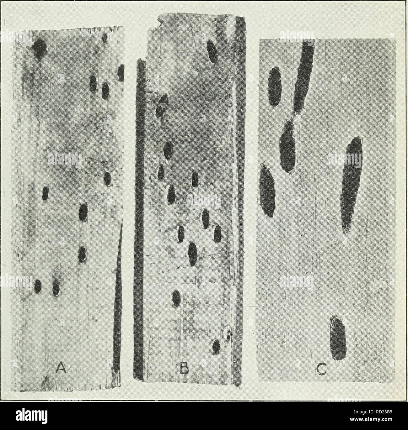 . Defects in timber caused by insects. Wood; Forest insects. DEFECTS IN ...