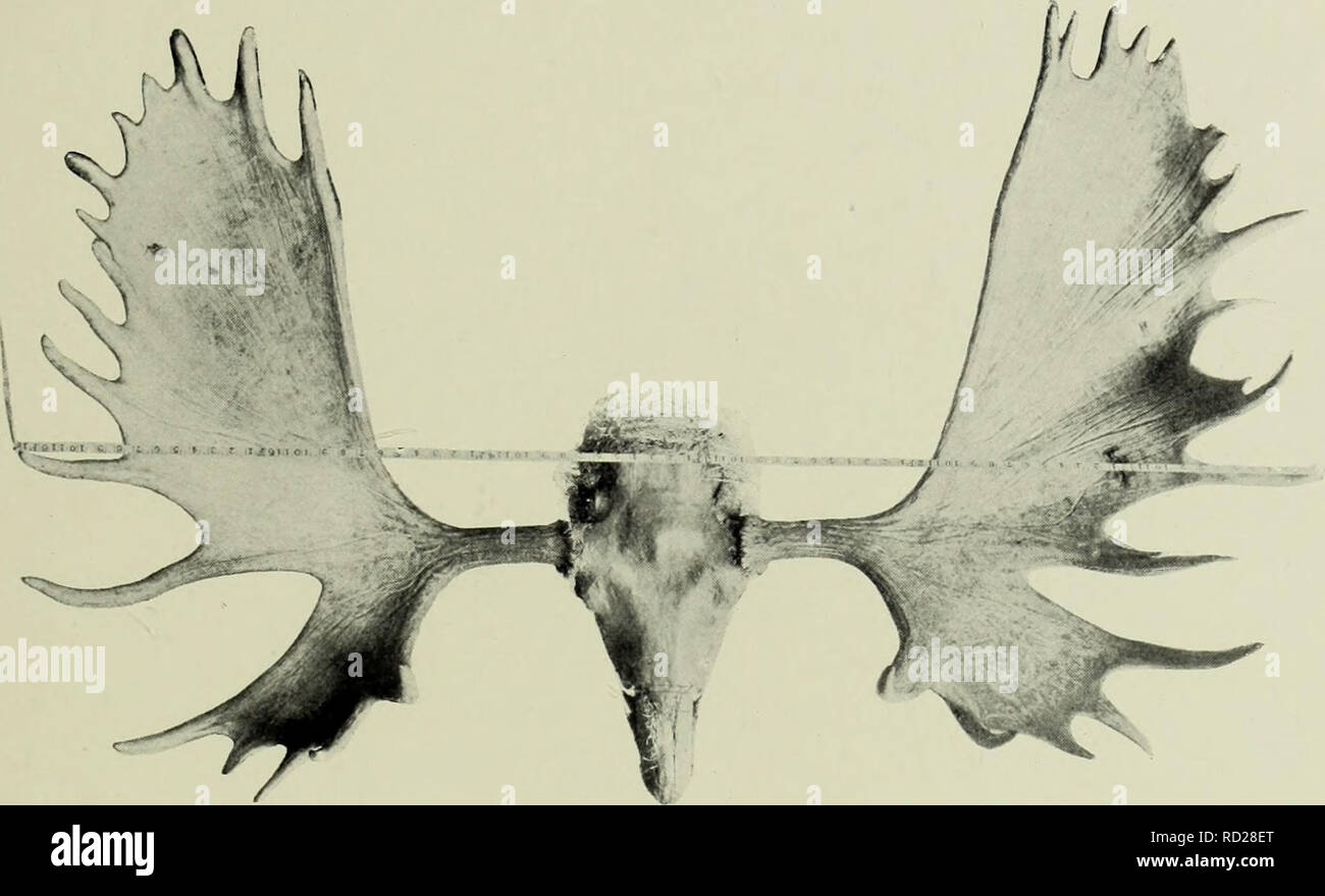 . The deer of all lands; a history of the family Cervidæ living and ...