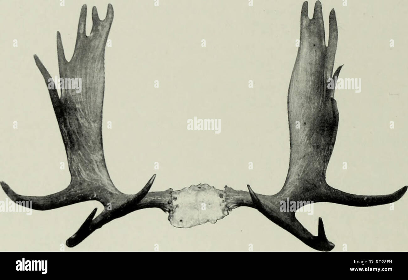 . The deer of all lands; a history of the family Cervidæ living and ...