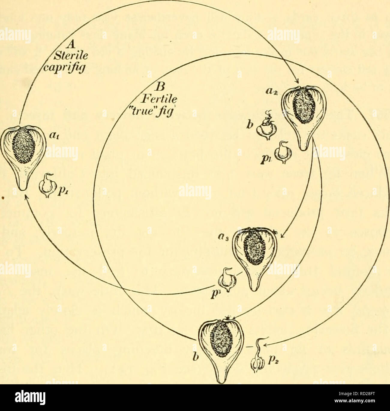 Fig wasp with figs hi-res stock photography and images - Alamy