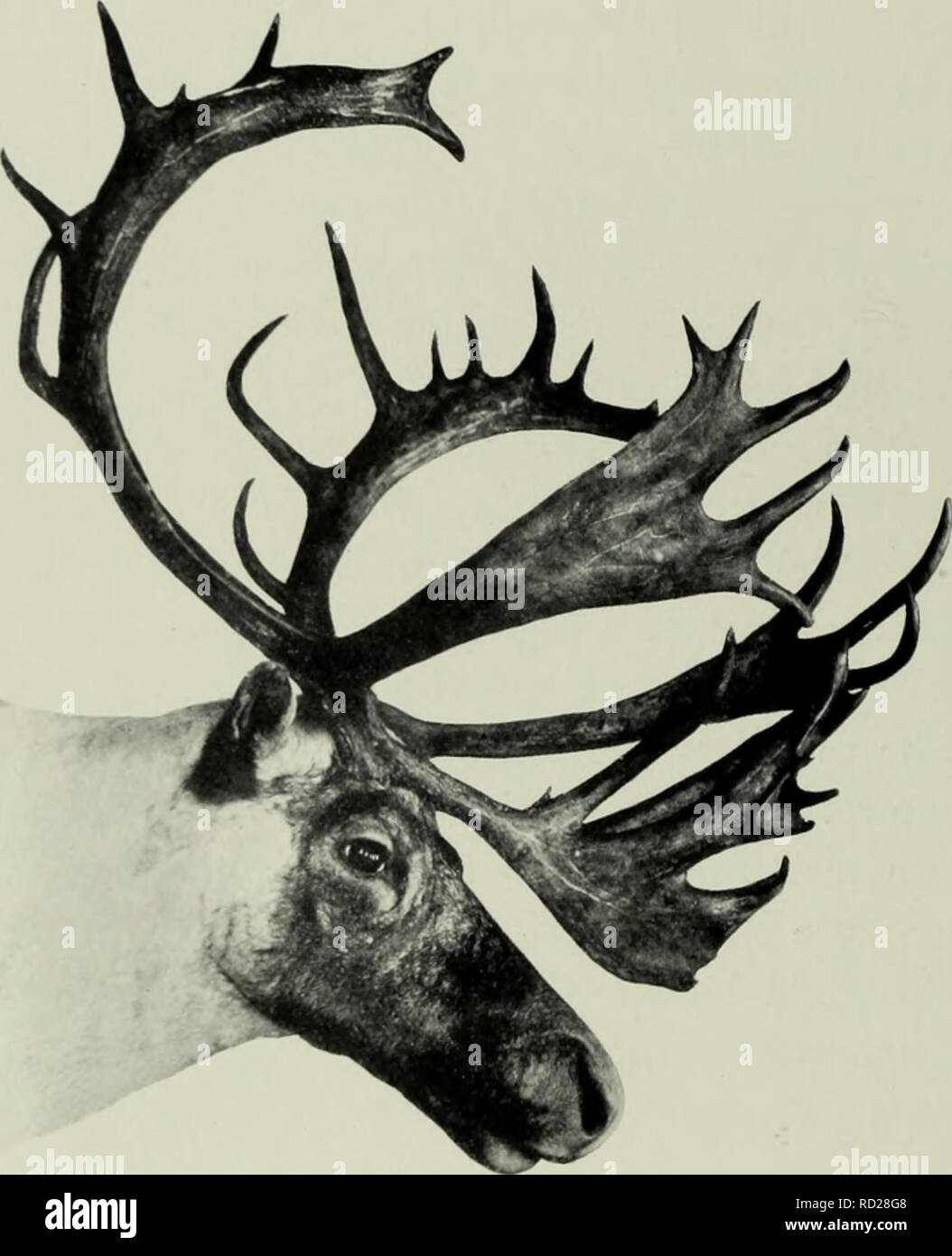 . The deer of all lands; a history of the family Cervidæ living and ...