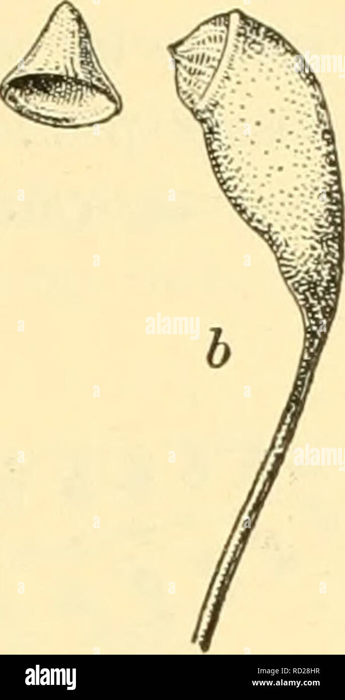 Plant cell tem hi-res stock photography and images - Alamy