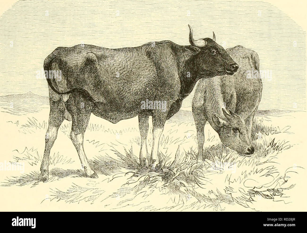 . De Dierentuin van het Koninklijk Zoologisch Genootschap Natura Artis ...