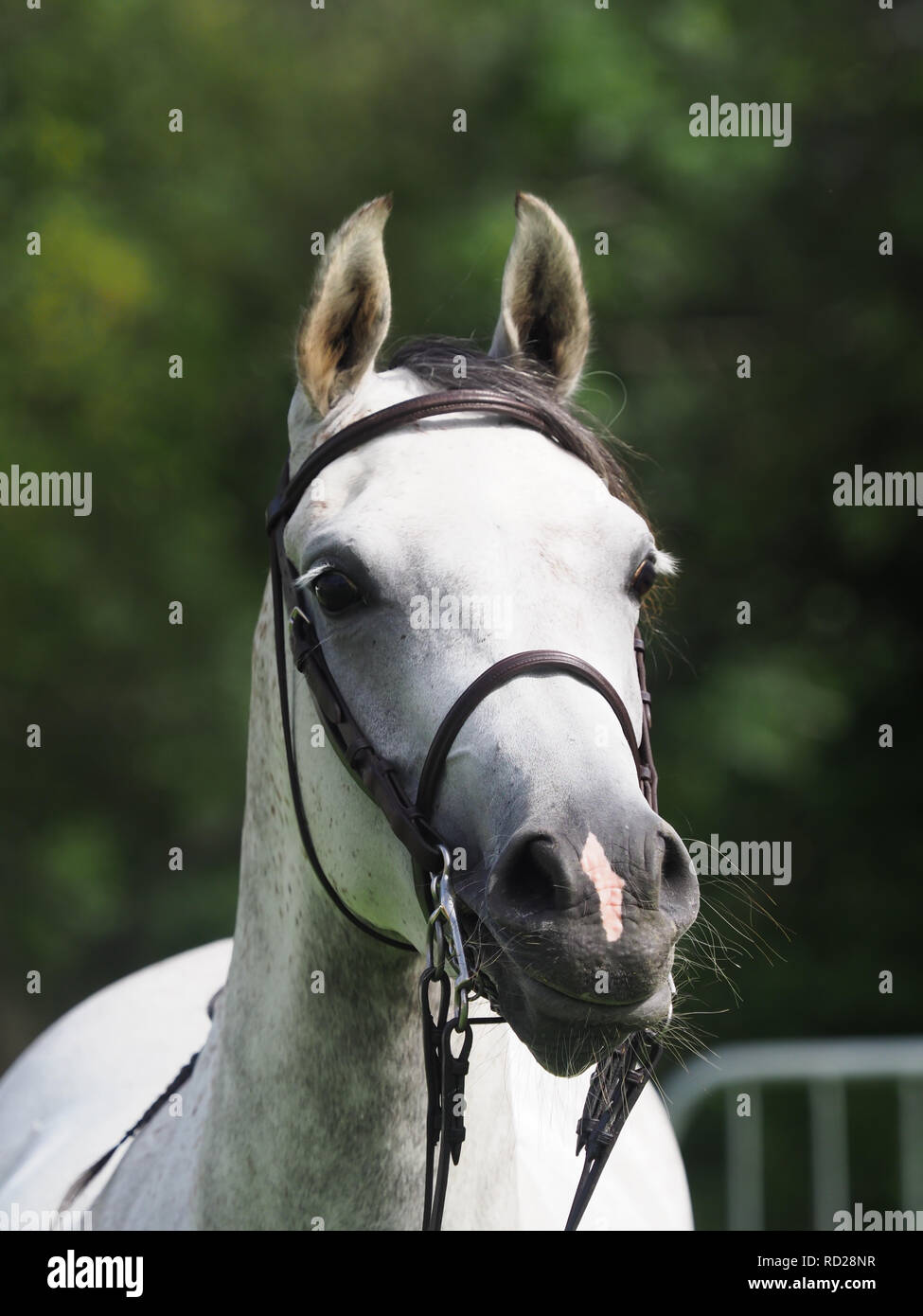 Grey arab horse hi-res stock photography and images - Alamy
