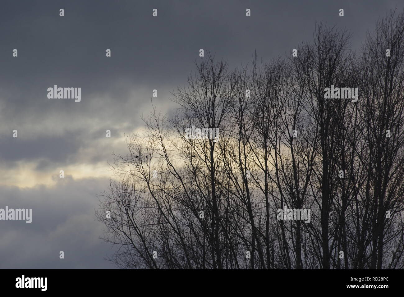 Leafless Winter Tree Skeletons against a Moody Grey Sky. Exeter, Devon ...