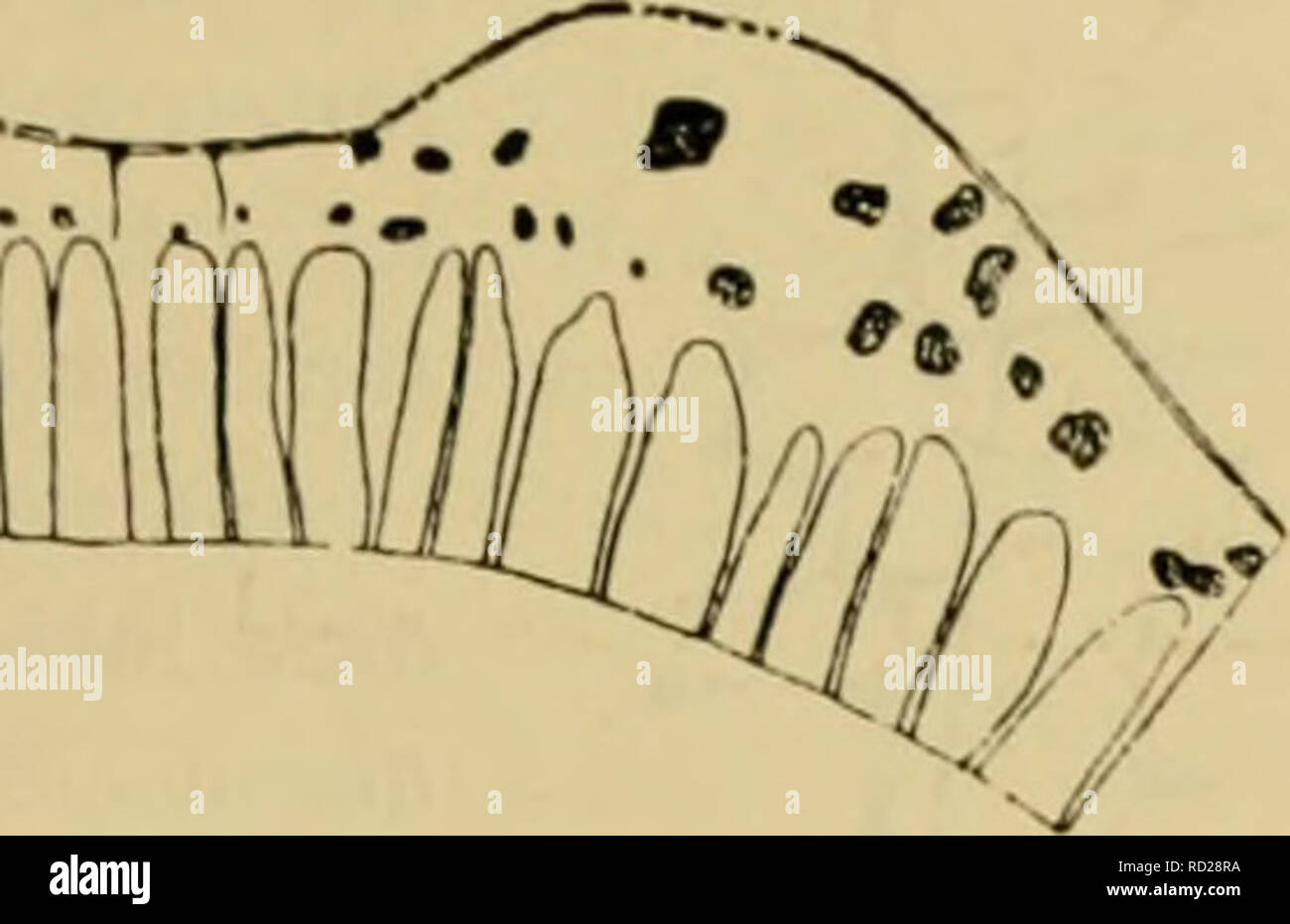 Java coffee van hi-res stock photography and images - Alamy