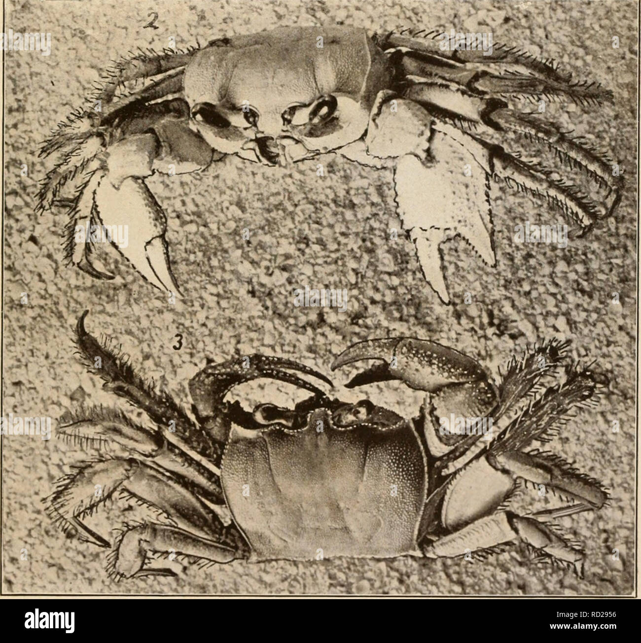 Bermuda land crab hi-res stock photography and images - Alamy