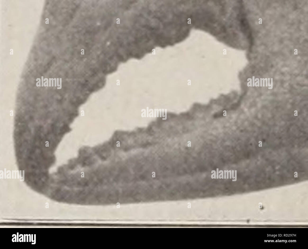 Smaller crustacean species hi-res stock photography and images - Alamy