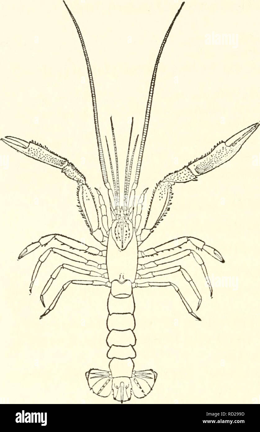. Decapod crustaceans of the northwest coast of North America ...