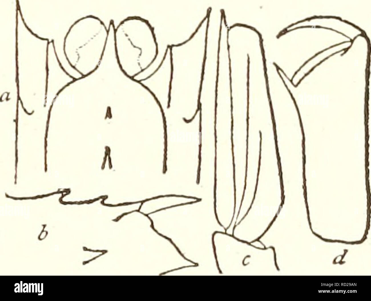 . Decapod crustaceans of the northwest coast of North America ...