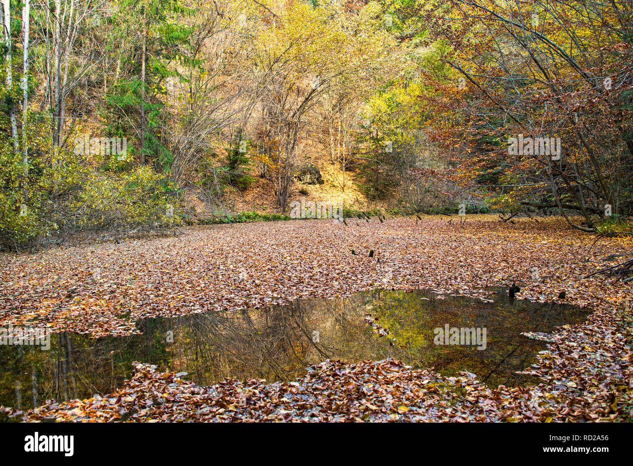 Dark pond with floating autumn leaves Stock Photo - Alamy