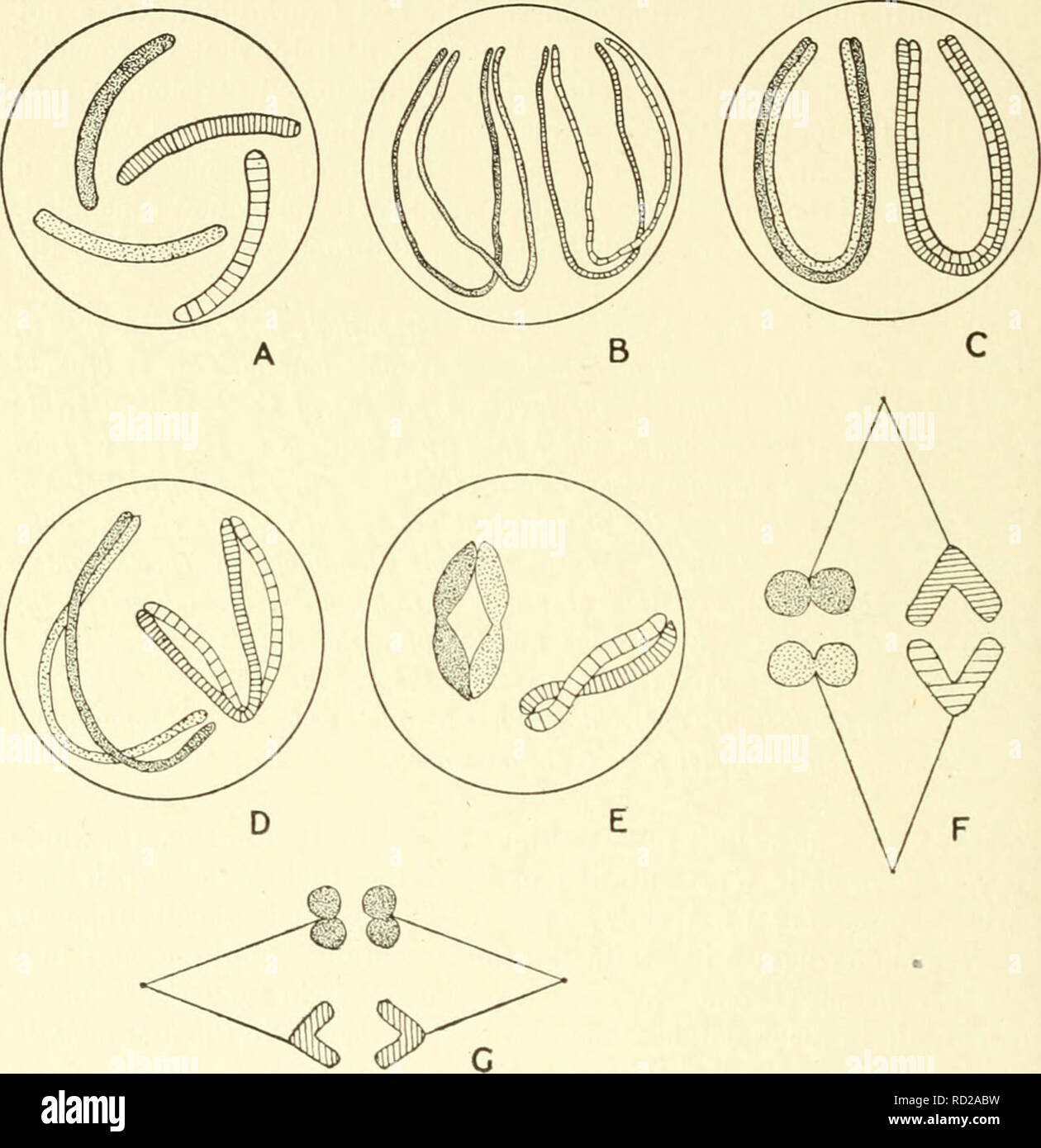 . Cytology, with special reference to the metazoan nucleus. Cells ...
