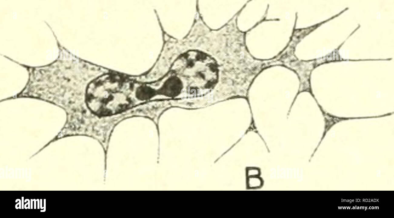 Lobed nucleus hi-res stock photography and images - Alamy