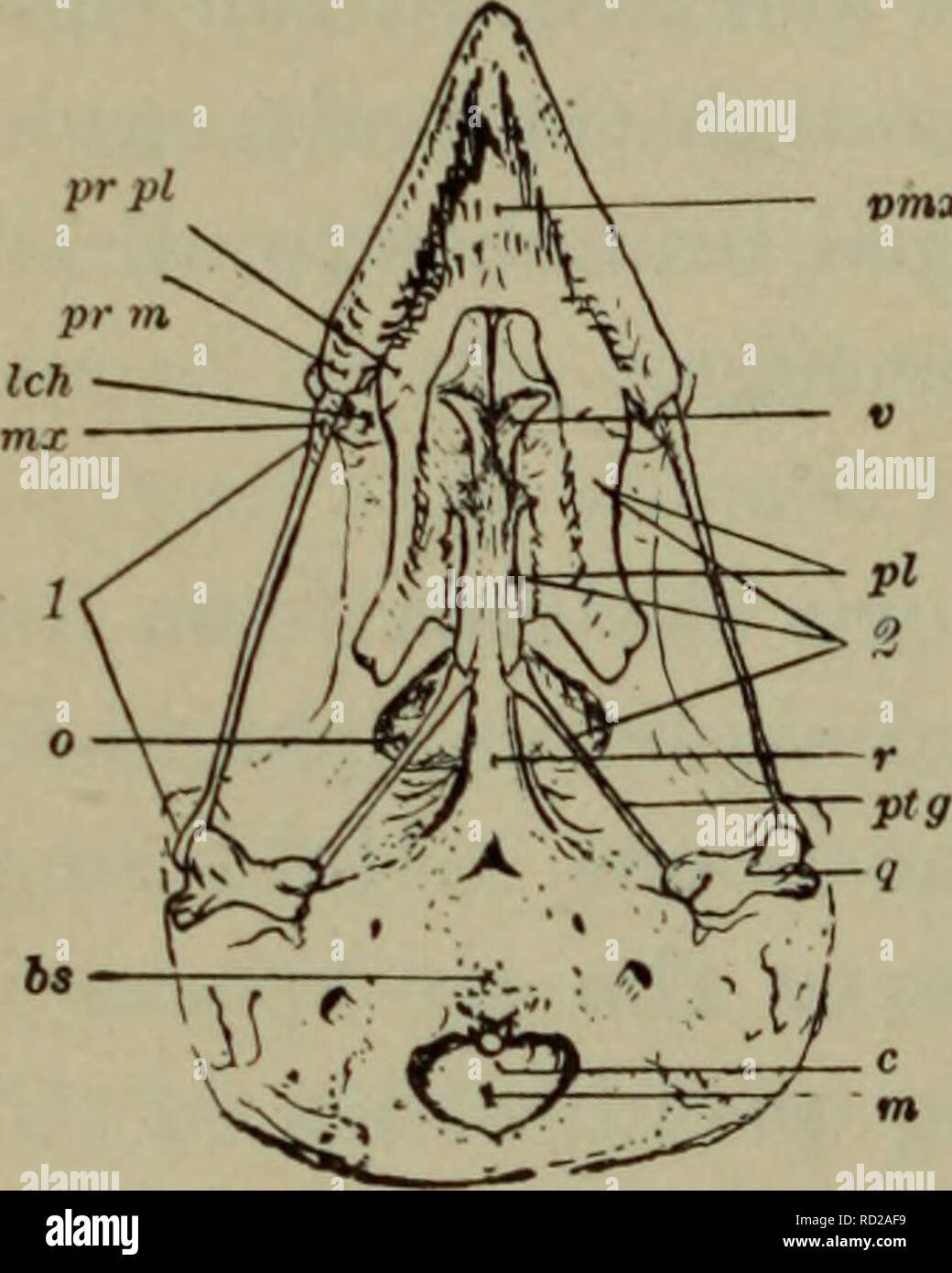 Pyramidal bones hi-res stock photography and images - Alamy