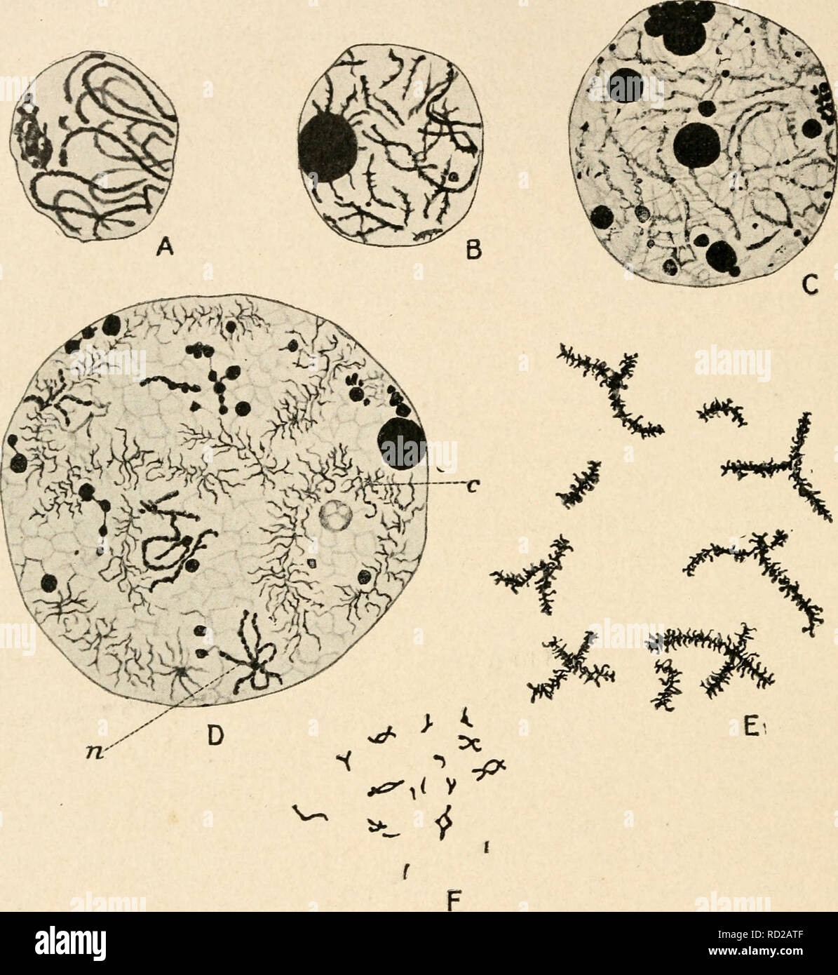 Germinal period hi-res stock photography and images - Alamy