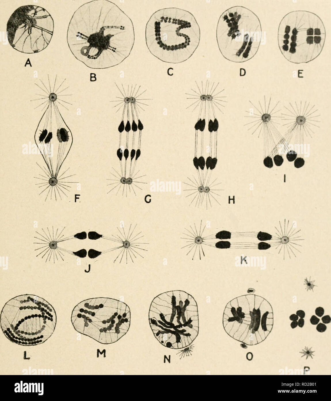 . Cytology, with special reference to the metazoan nucleus. Cells. II ...