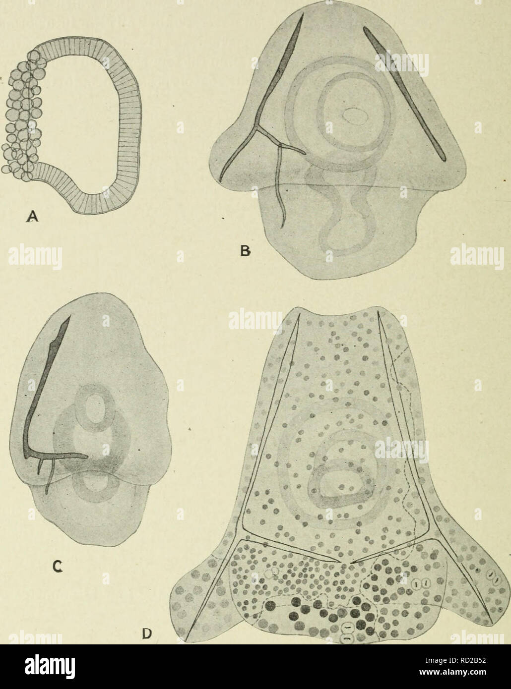 . Cytology, with special reference to the metazoan nucleus. Cells. i66 ...