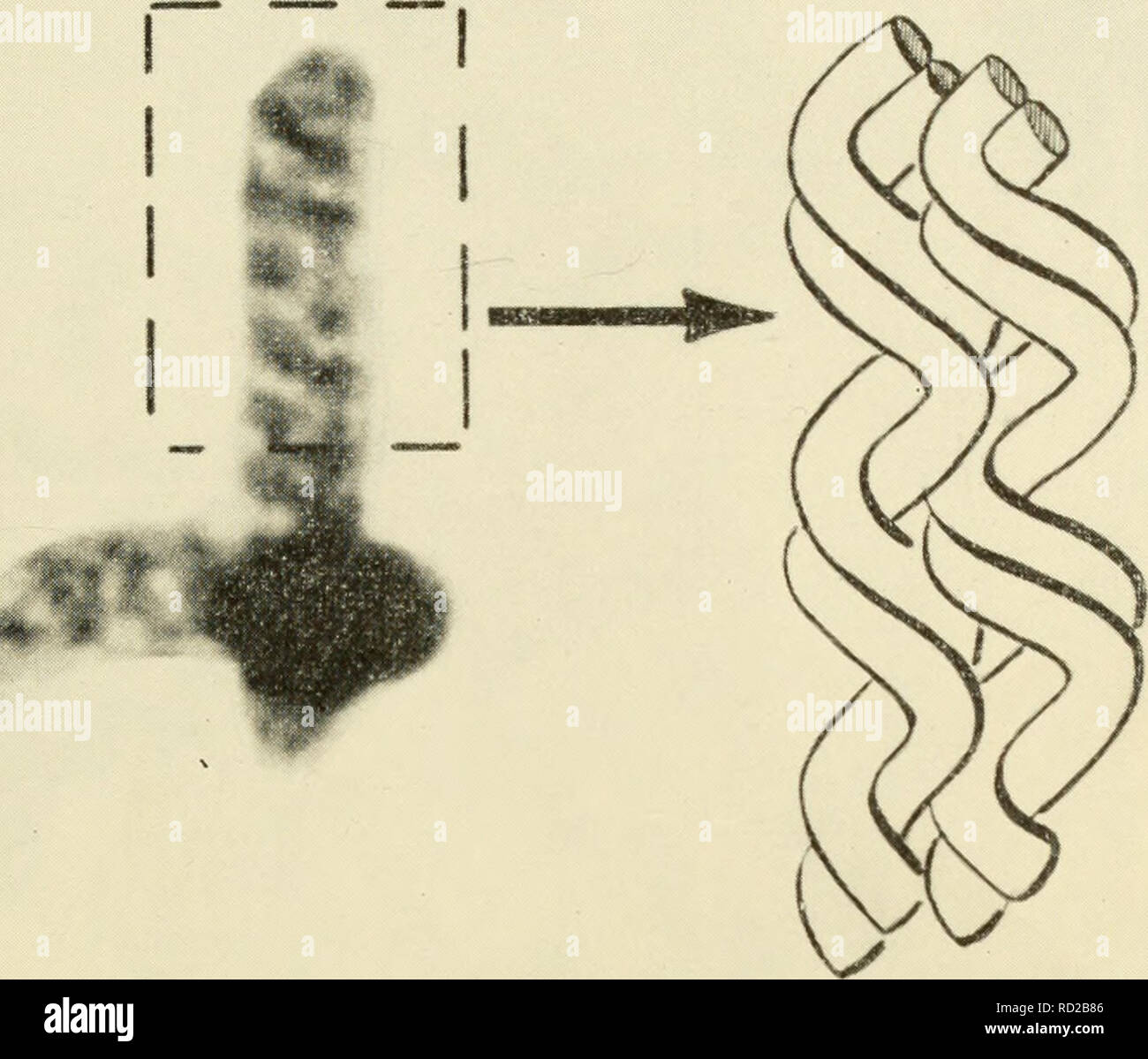 . Cytology. Cytology. a relational coil. If they are virtually single ...