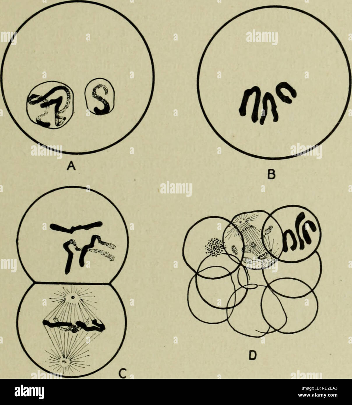 Female cyclops hi-res stock photography and images - Alamy