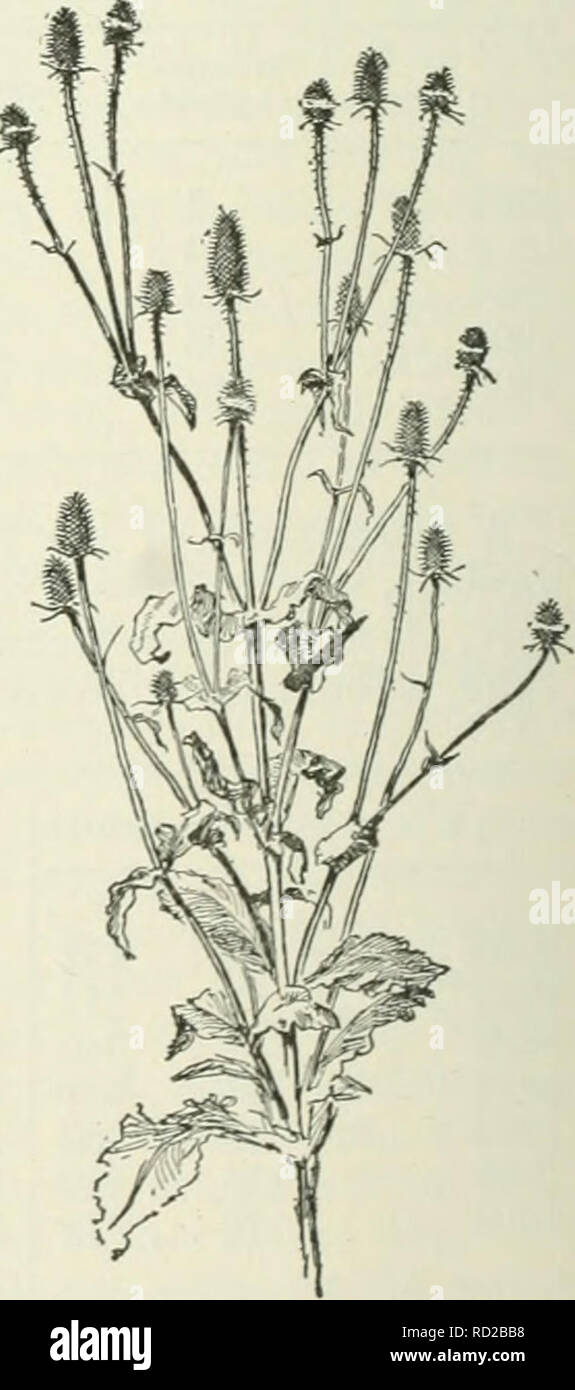 Teasel frames hi-res stock photography and images - Alamy