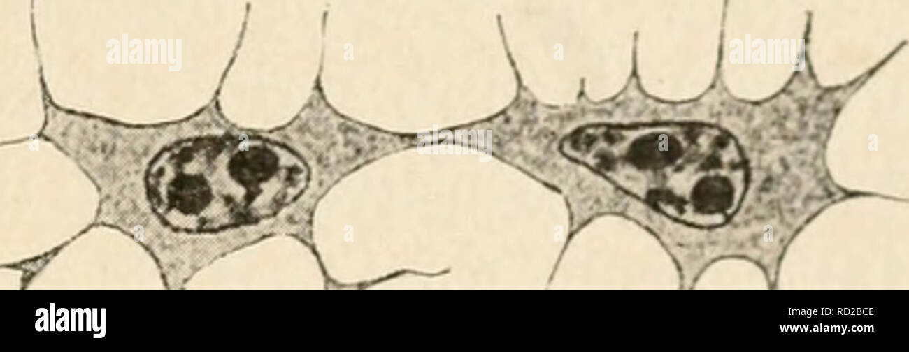 . Cytology, with special reference to the metazoan nucleus. Cells. r c ...