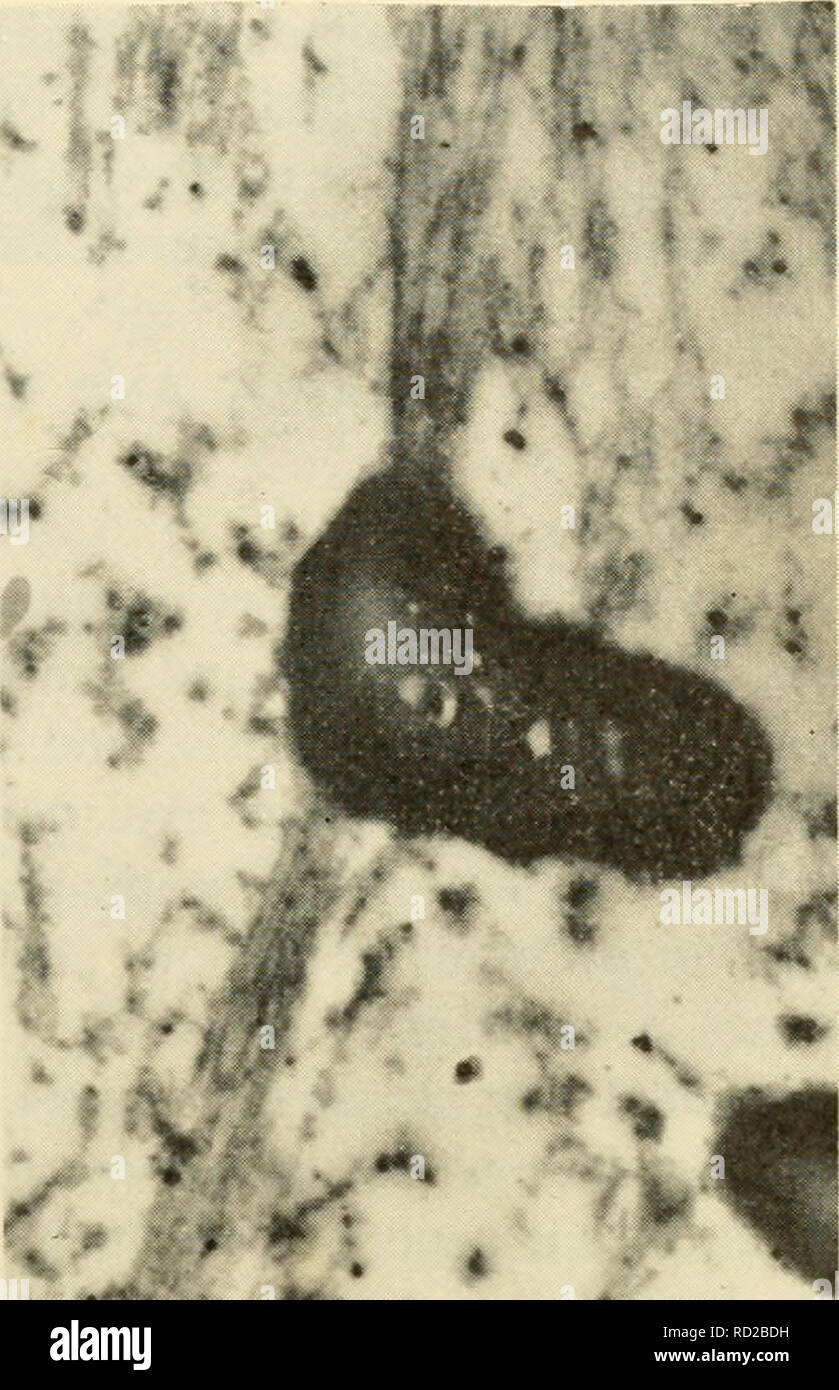 Pollen cells meiosis hi-res stock photography and images - Alamy