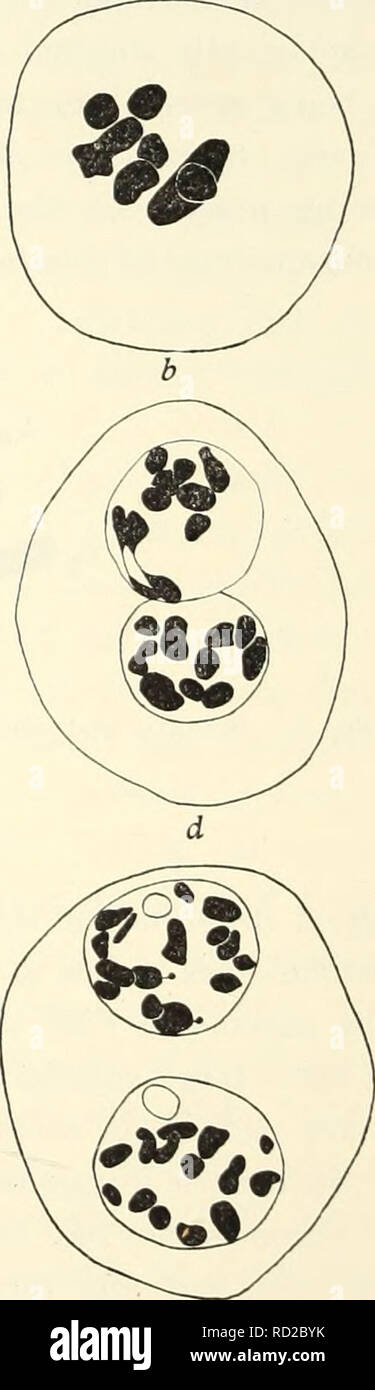 M capillaris hi-res stock photography and images - Alamy