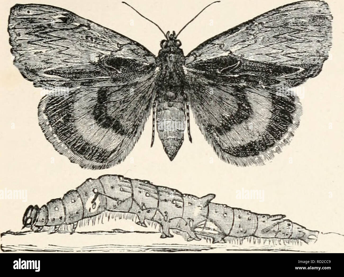 . Elementary entomology. Insects. THE BUTTERFLIES AND MOTHS 203 inches ...