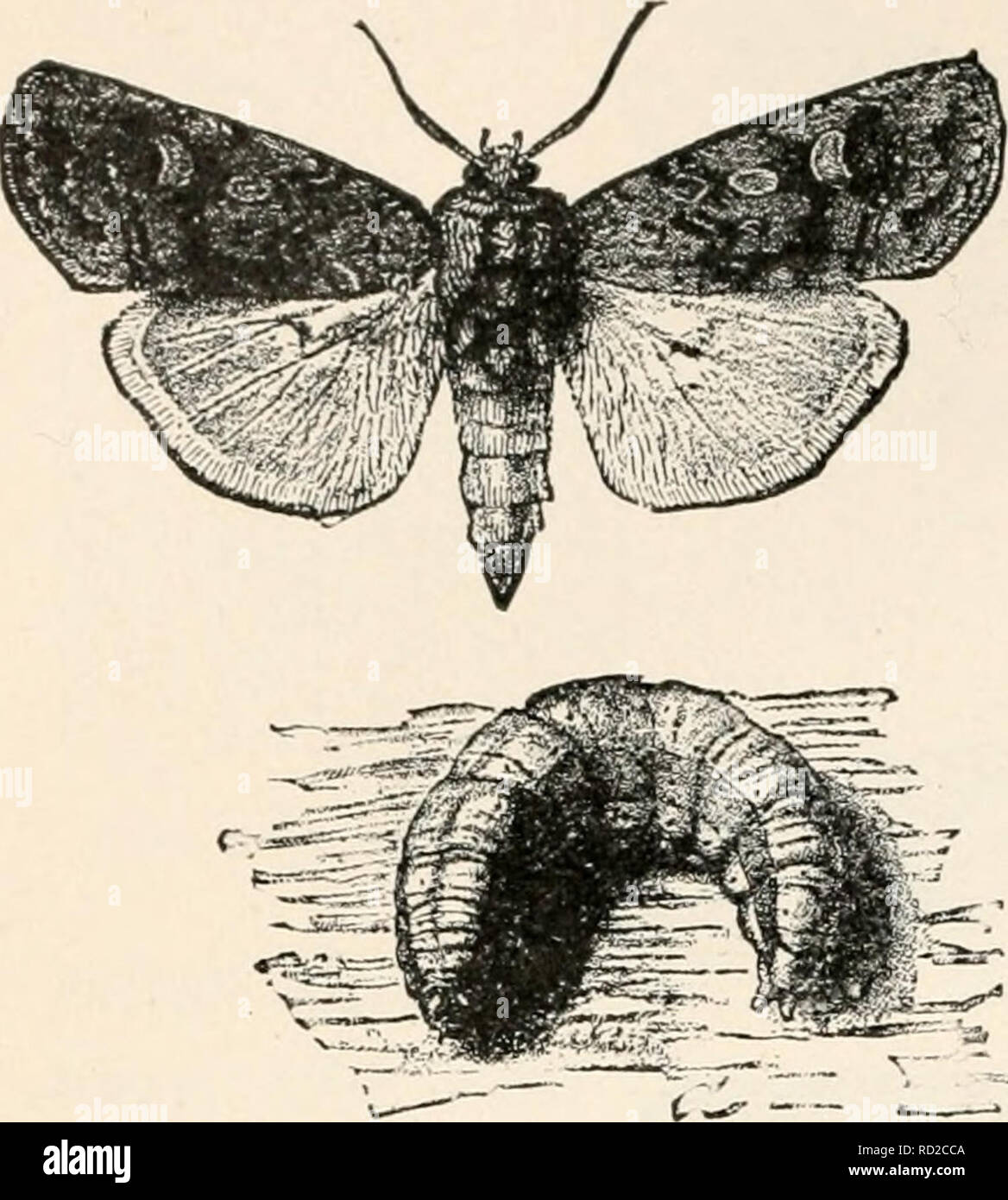 . Elementary entomology. Insects. 2O2 ELEMENTARY ENTOMOLOGY. species of ...