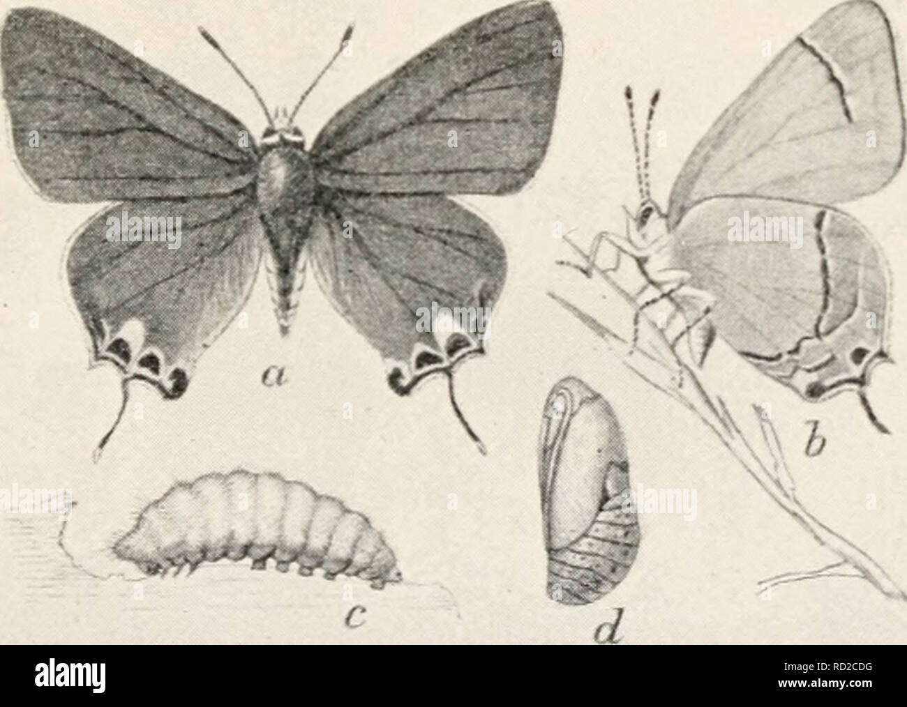 . Elementary entomology. Insects. FIG. 269. The bronze copper butterfly ...