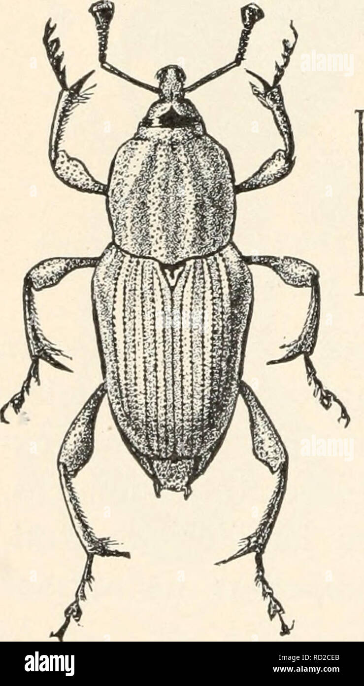 Boll weevil larvae hi-res stock photography and images - Alamy