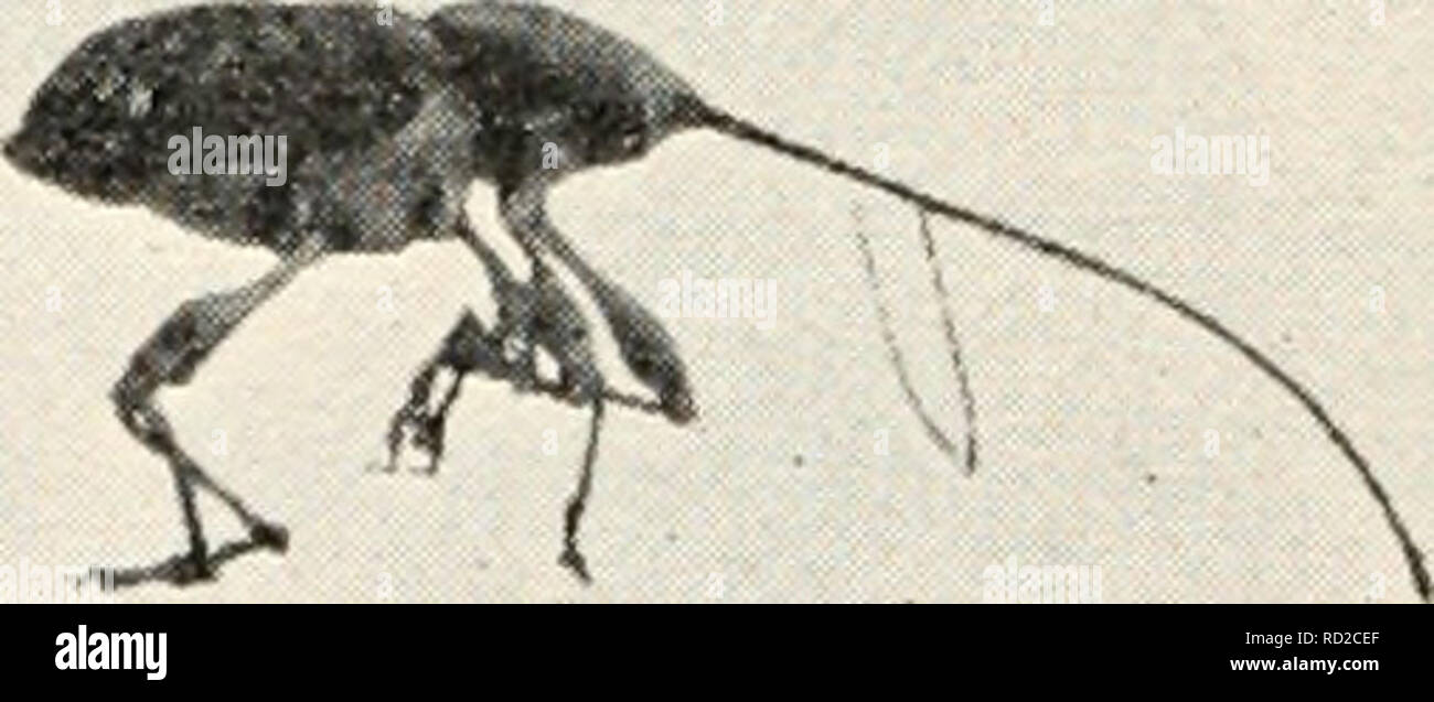 Boll Weevil Stock Photos & Boll Weevil Stock Images - Alamy
