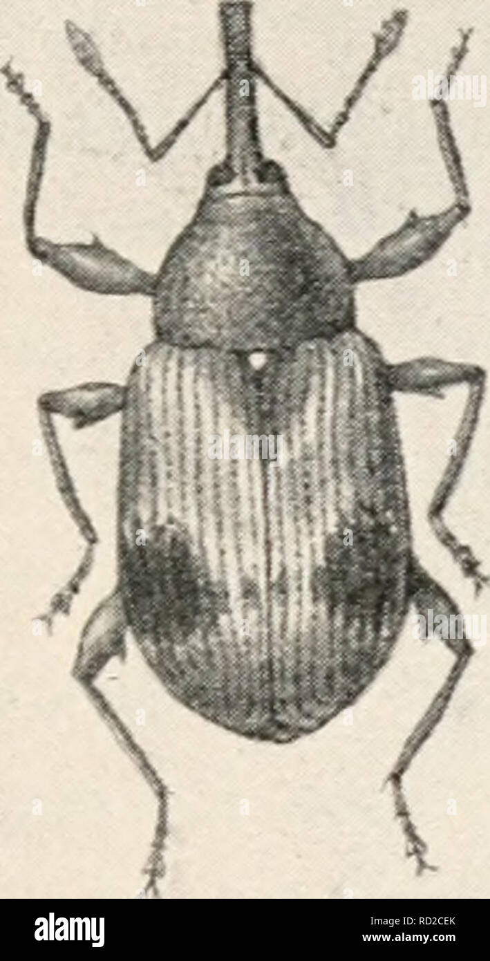 Beetles suborder hi-res stock photography and images - Alamy