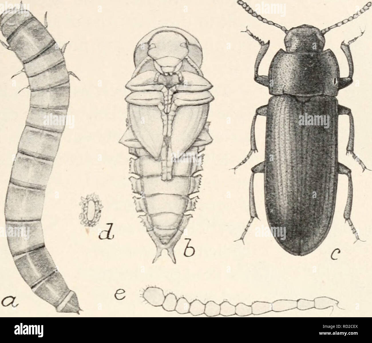 Tenebrionidae egg hi-res stock photography and images - Alamy
