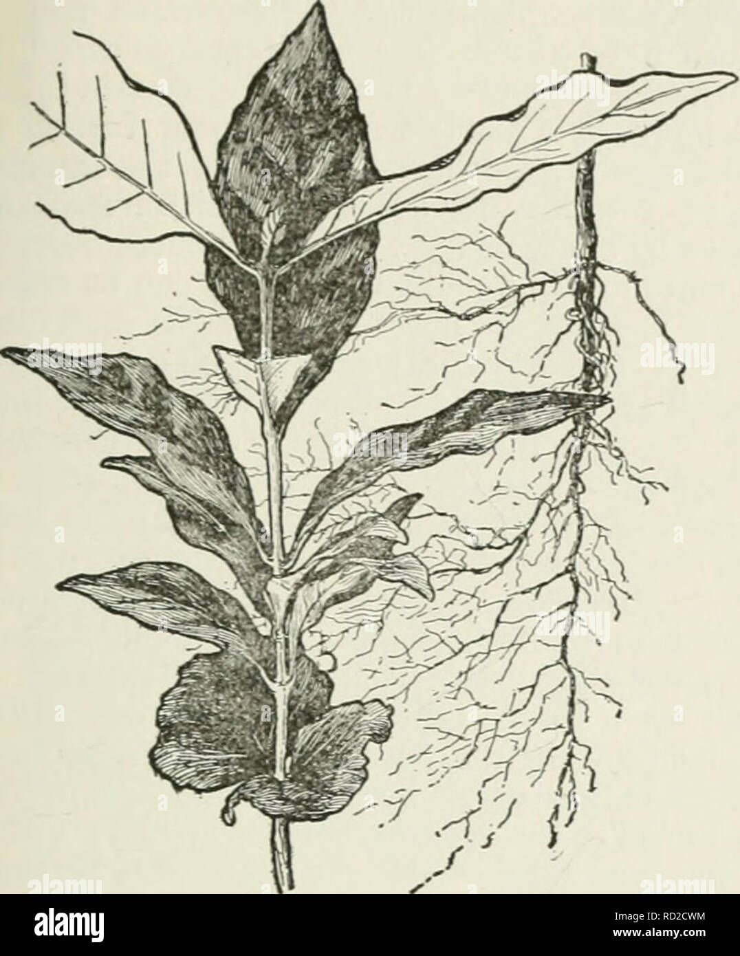 Dead crops united states hi-res stock photography and images - Alamy